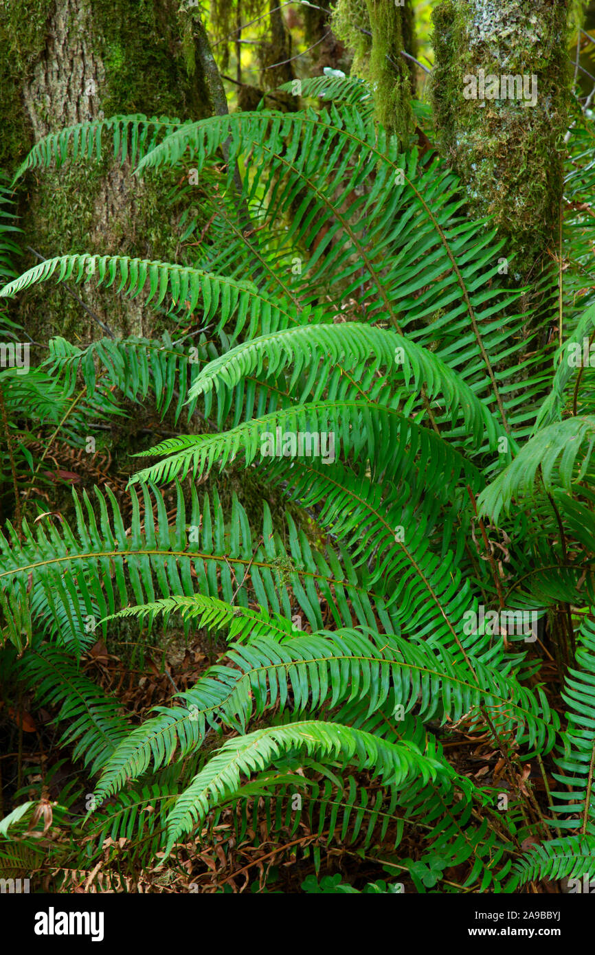 Western sword fern (Polystichum munitum) along Winchuck River, Siskiyou ...
