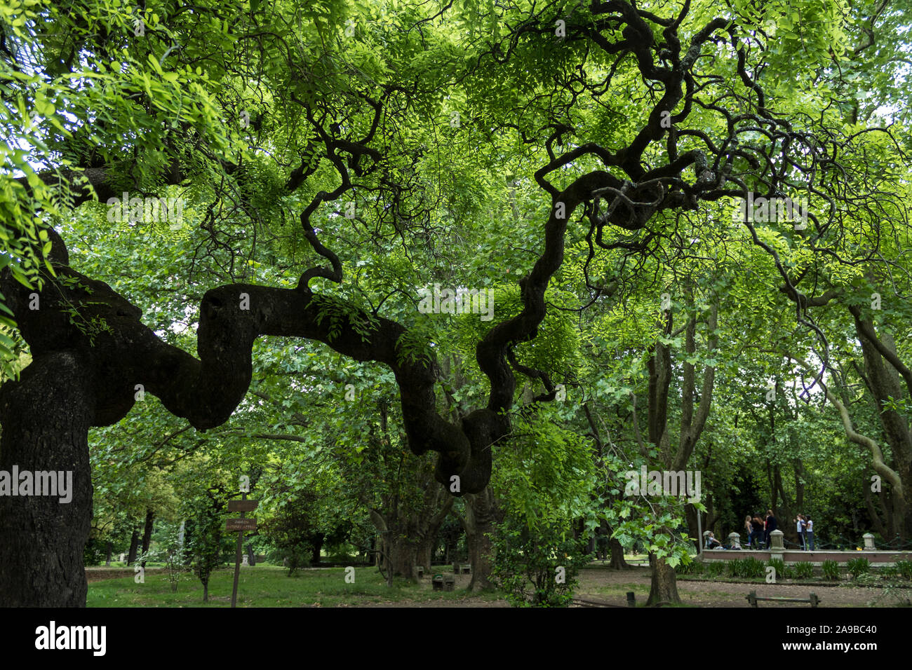 Enchanted tree in the forest. Twisting branches and dark, black bark ...