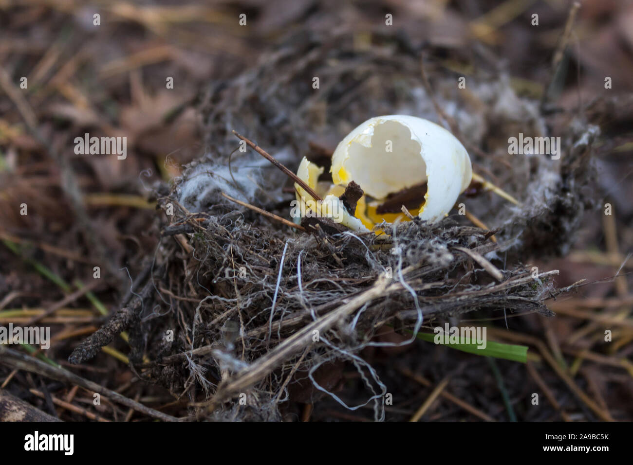 Bird nest with shell fell to the floor. This entire nest was on the ...