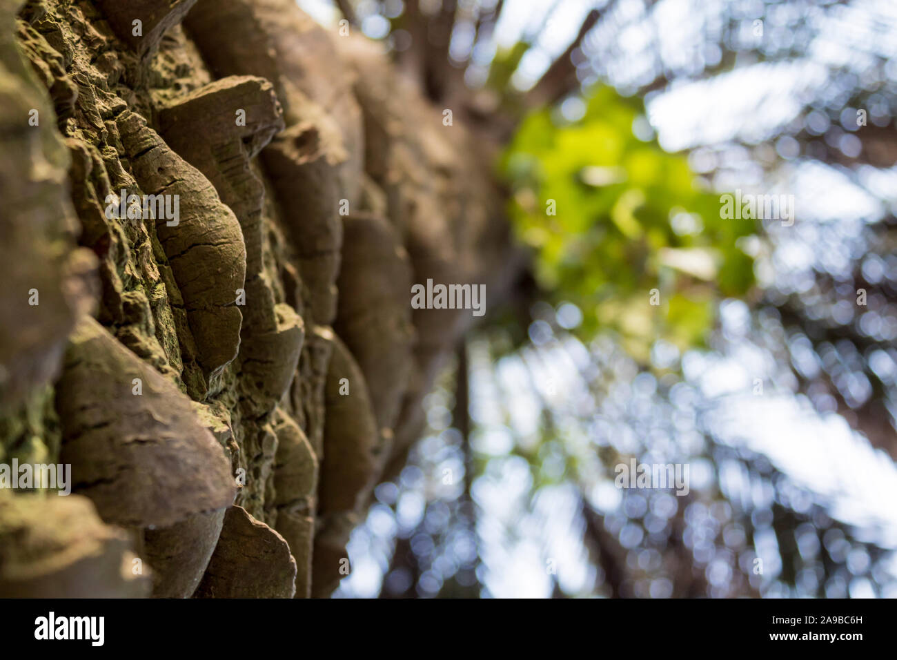palm tree trunk texture close up from low angle Stock Photo - Alamy