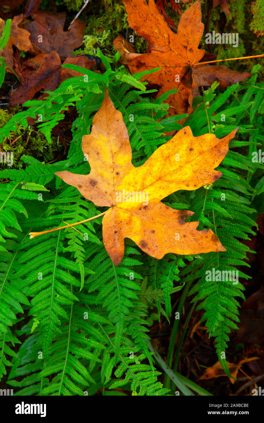 Bigleaf maple (Acer macrophyllum) leaf, Sixes River Recreation Site ...