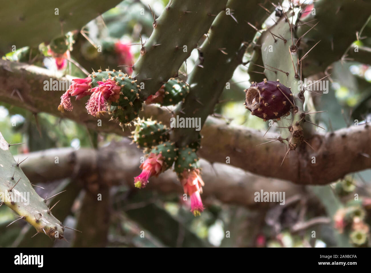 Indian fig opuntia aka barbary fig hi-res stock photography and images ...