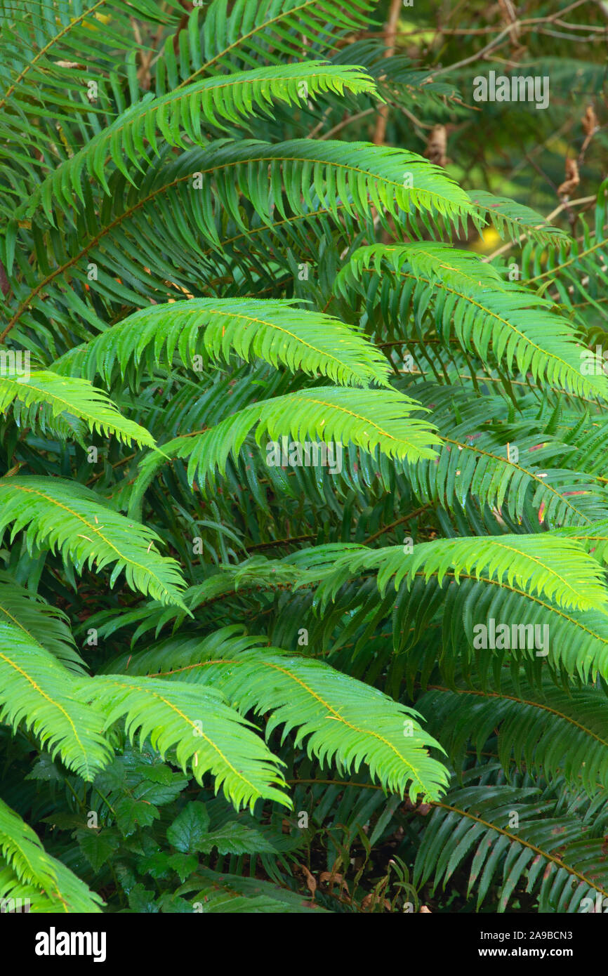 Western sword fern swordfern hi-res stock photography and images - Alamy
