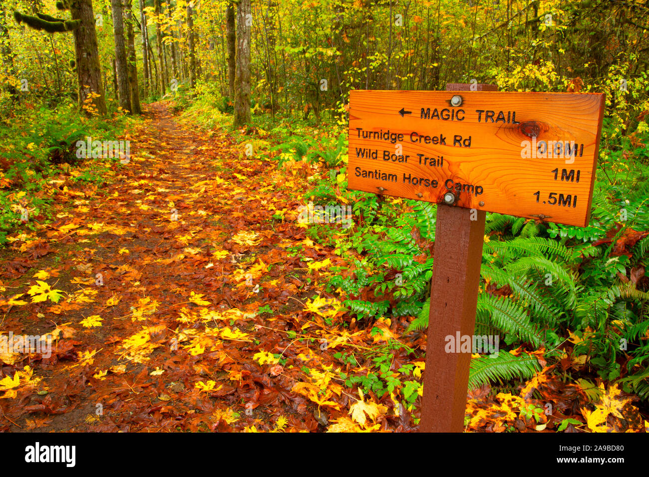Magic forest path hi-res stock photography and images - Alamy