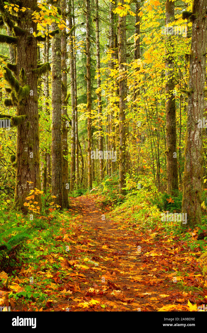 Magic Forest Path Stock Photos & Magic Forest Path Stock Images - Alamy