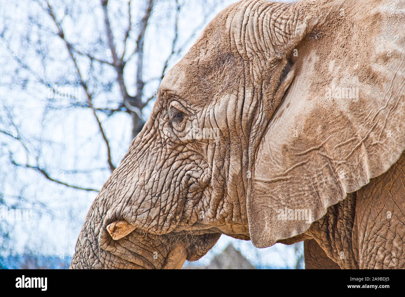 Elephant face hi-res stock photography and images - Alamy