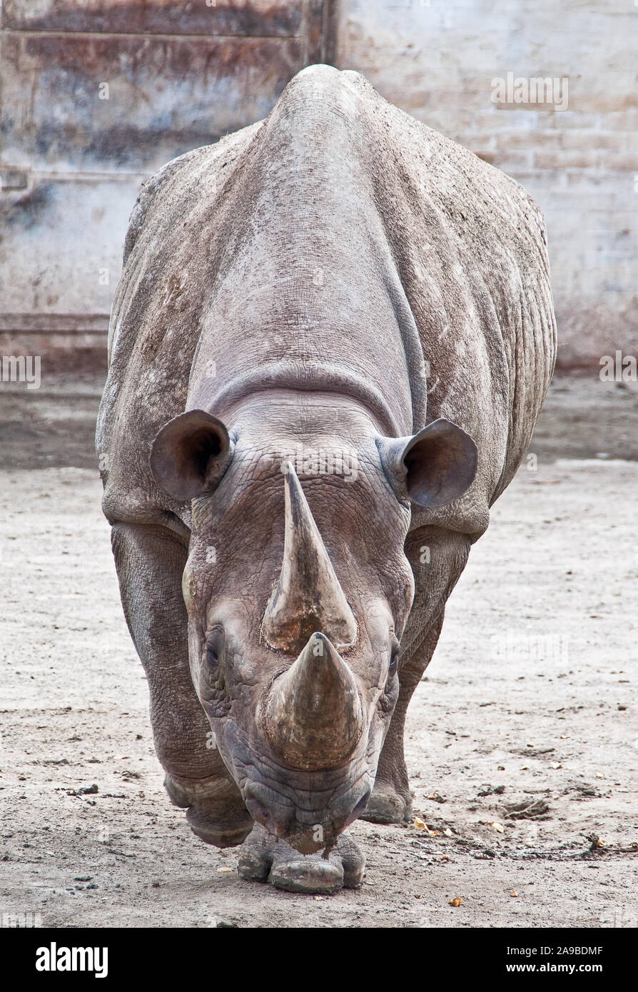 Rhino Captivity High Resolution Stock Photography and Images - Alamy