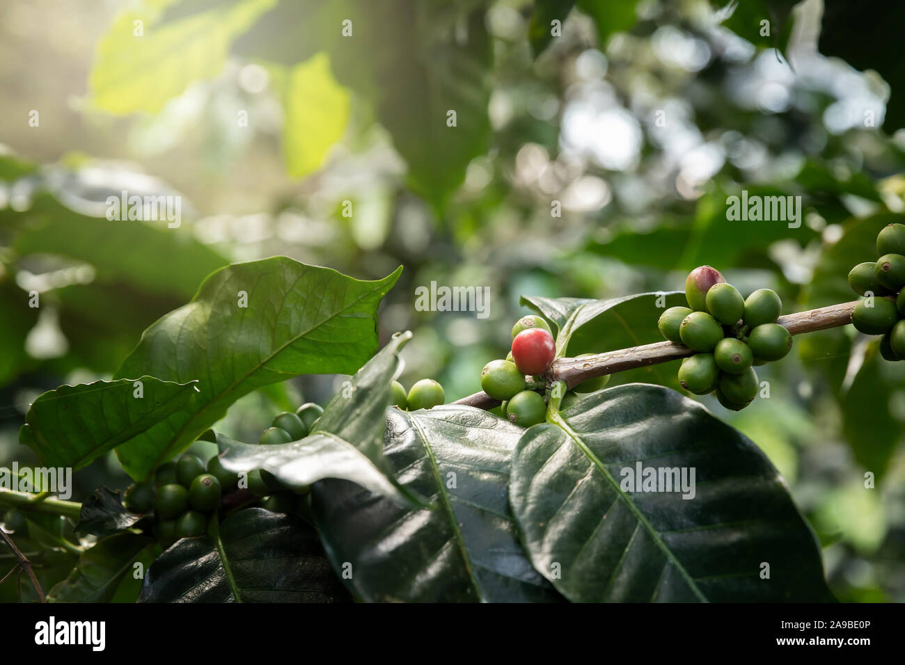 Coffee tree with red coffee berries on cafe plantation Stock Photo - Alamy