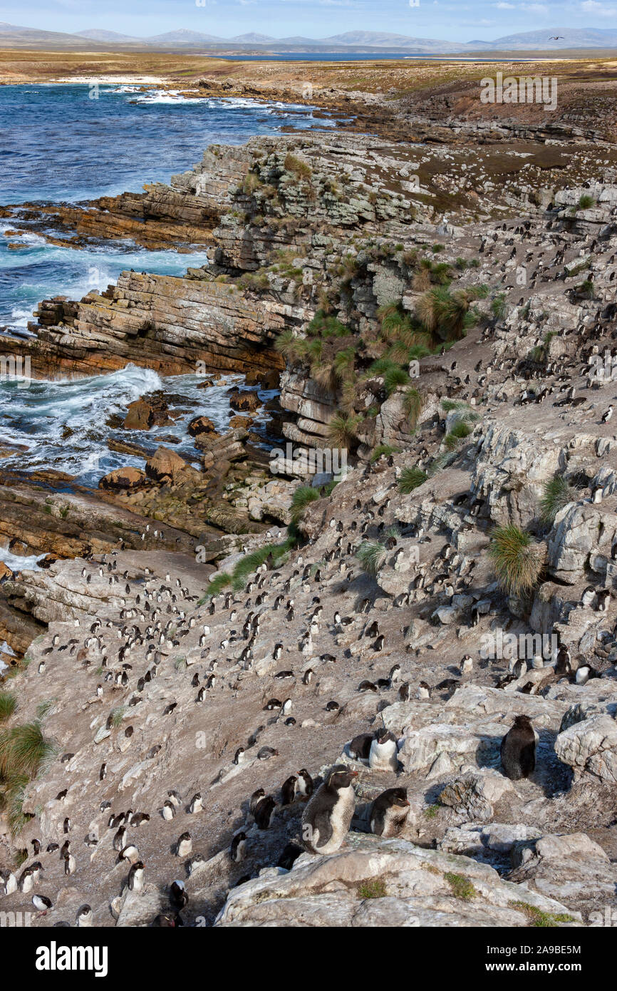 Colony of Southern Rockhopper Penguins (Eudyptes chrysocome) on the ...