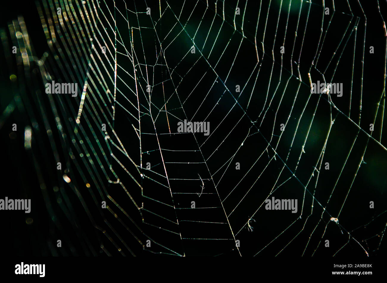 Detail of spiders net on dark background Stock Photo - Alamy