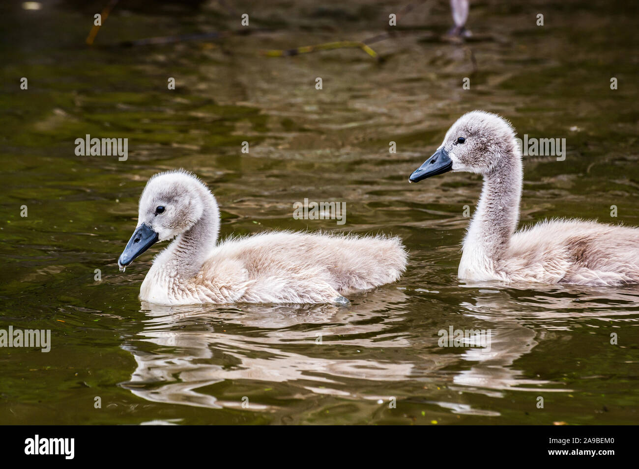 Two grey ducklings of swan swimming on the river Stock Photo - Alamy