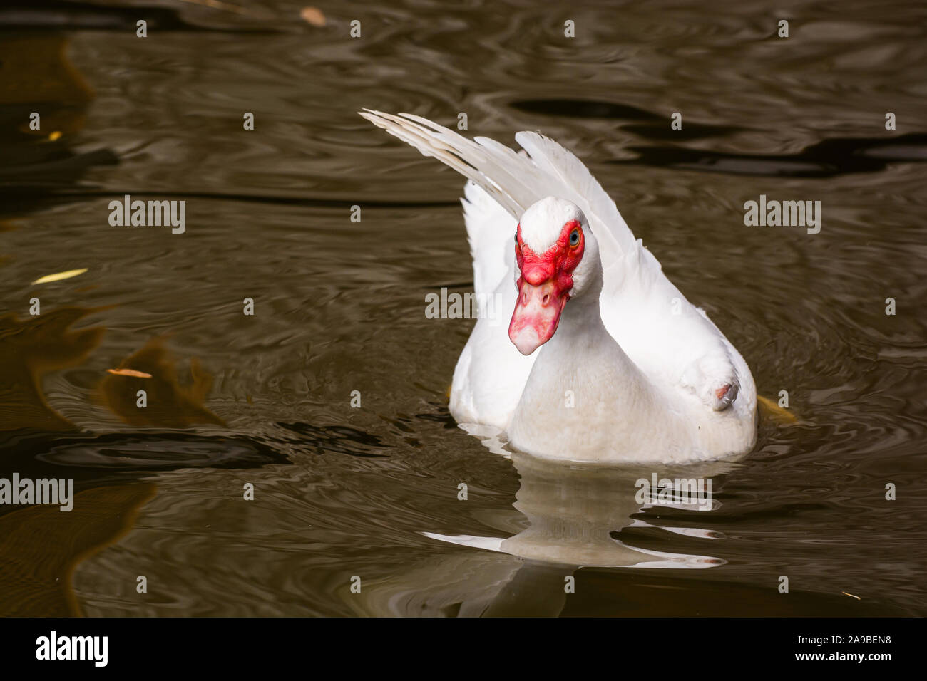 Drake duck face hi-res stock photography and images - Alamy