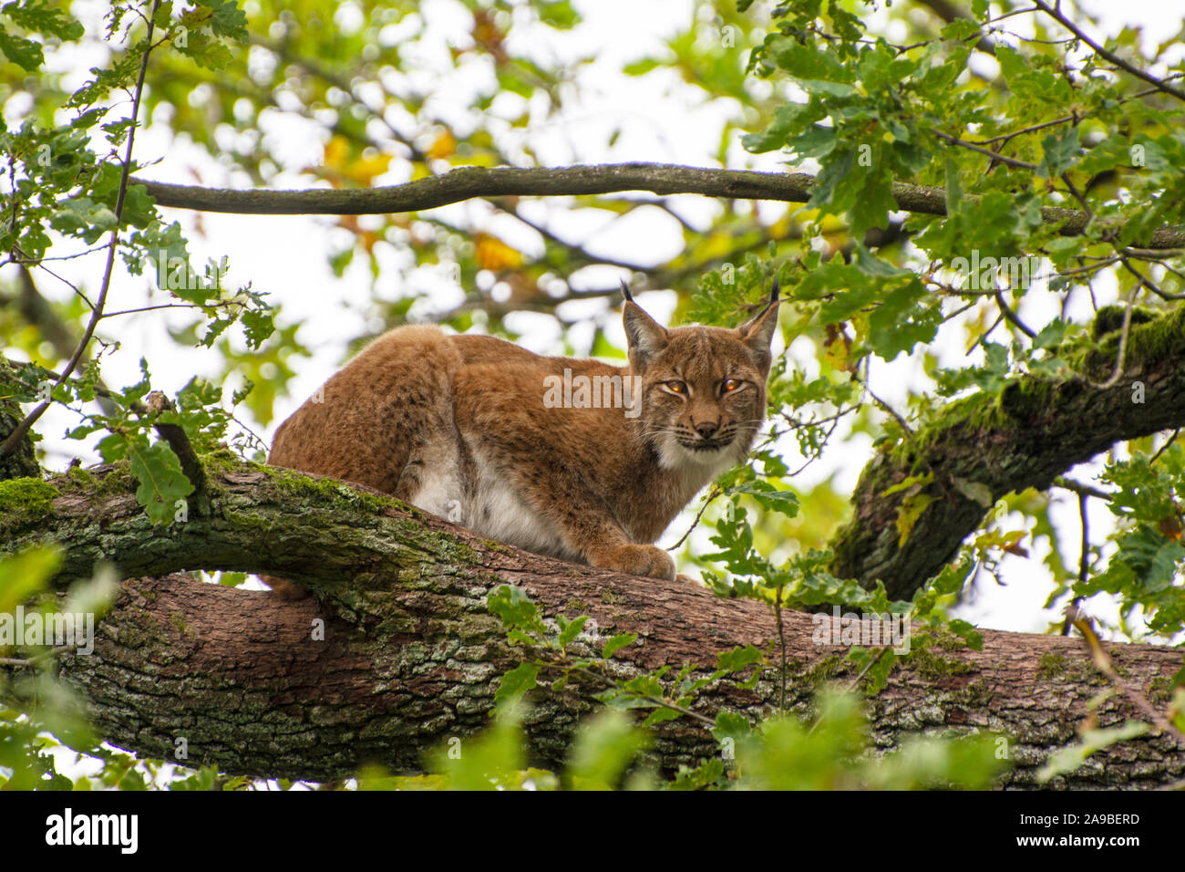 eurasian lynx on a tree Stock Photo - Alamy
