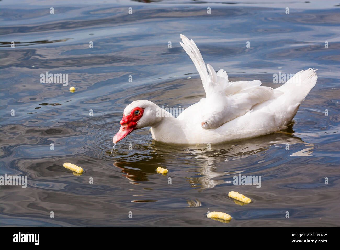 Red white wing hi-res stock photography and images - Alamy