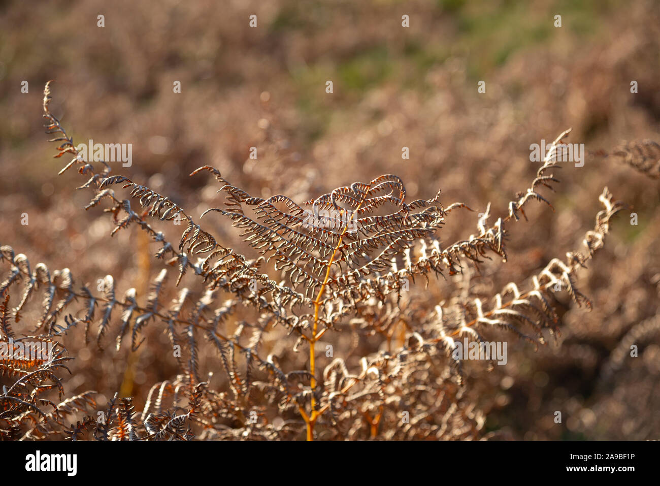Bracken with coppery autumn colour in the hills of Northern England ...