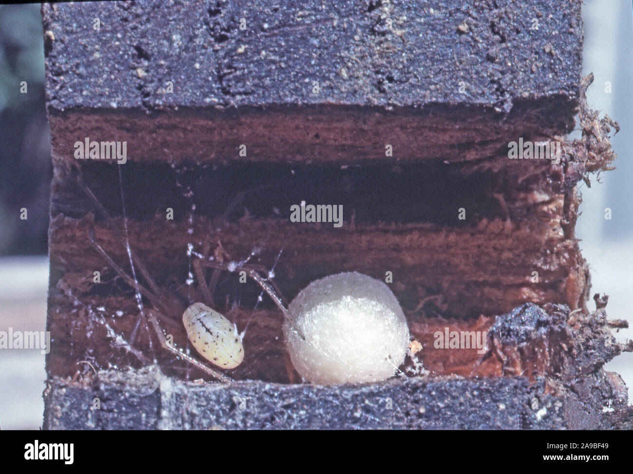 SPIDER; XYSTICUS ERRATICUS WITH EGG SAC Stock Photo - Alamy