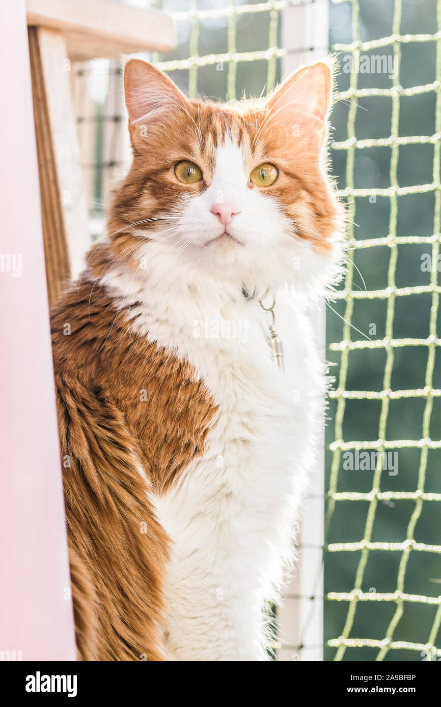 Cat sitting on the balcony behind the safety net Stock Photo - Alamy