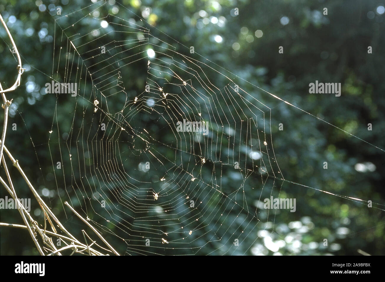 SPIDER; ORB WEB Stock Photo - Alamy