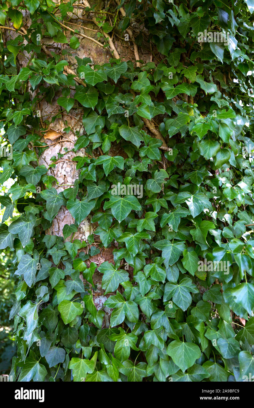 IVY (Hedera helix) climbing over tree trunk. England UK Stock Photo - Alamy