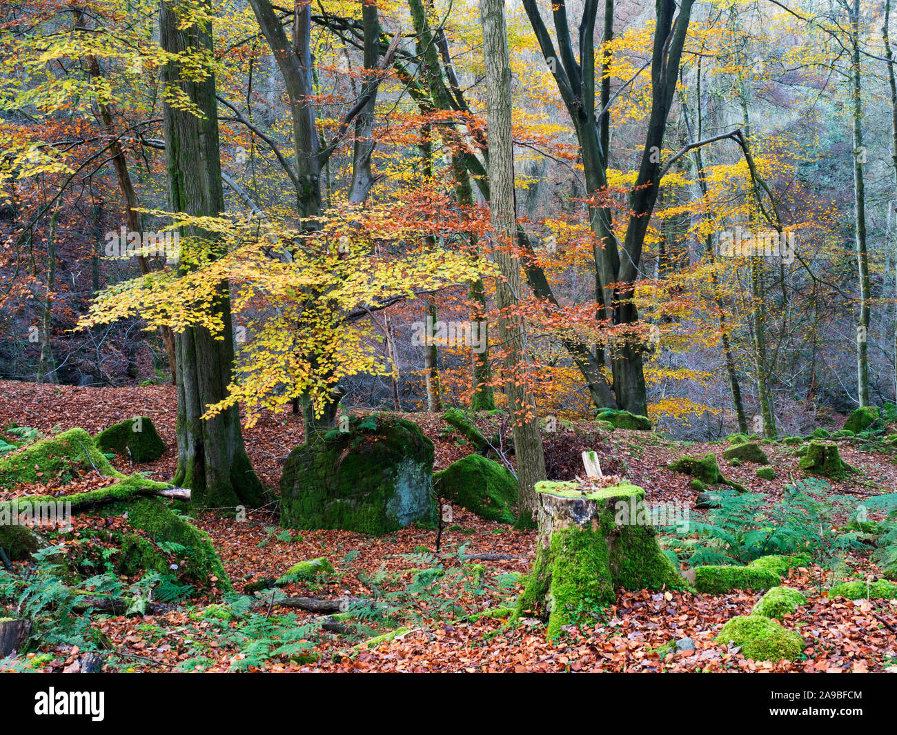 Colourful autumn trees in Skrikes Wood near Bewerley Pateley Bridge ...