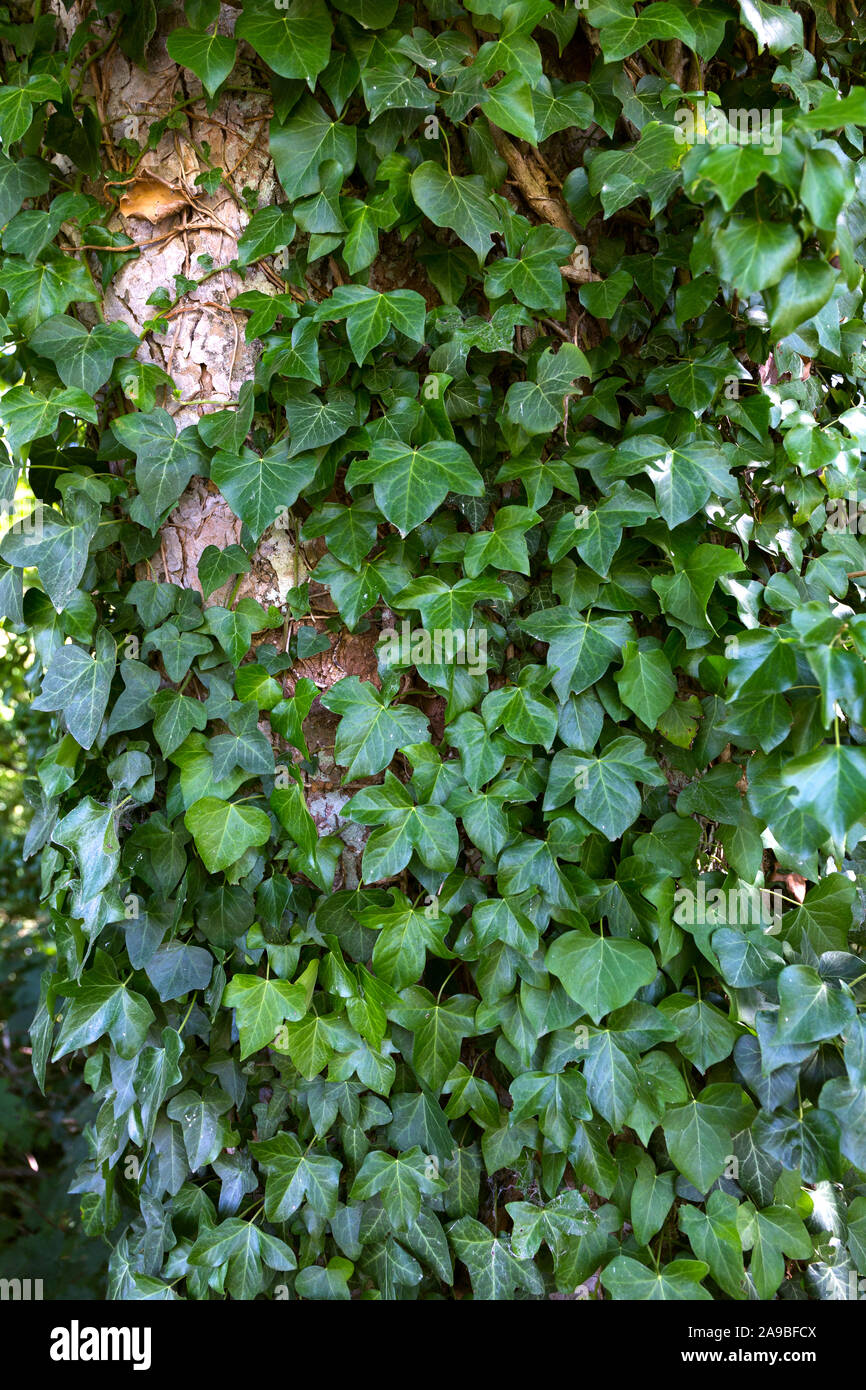 Hedera helix trees hi-res stock photography and images - Alamy