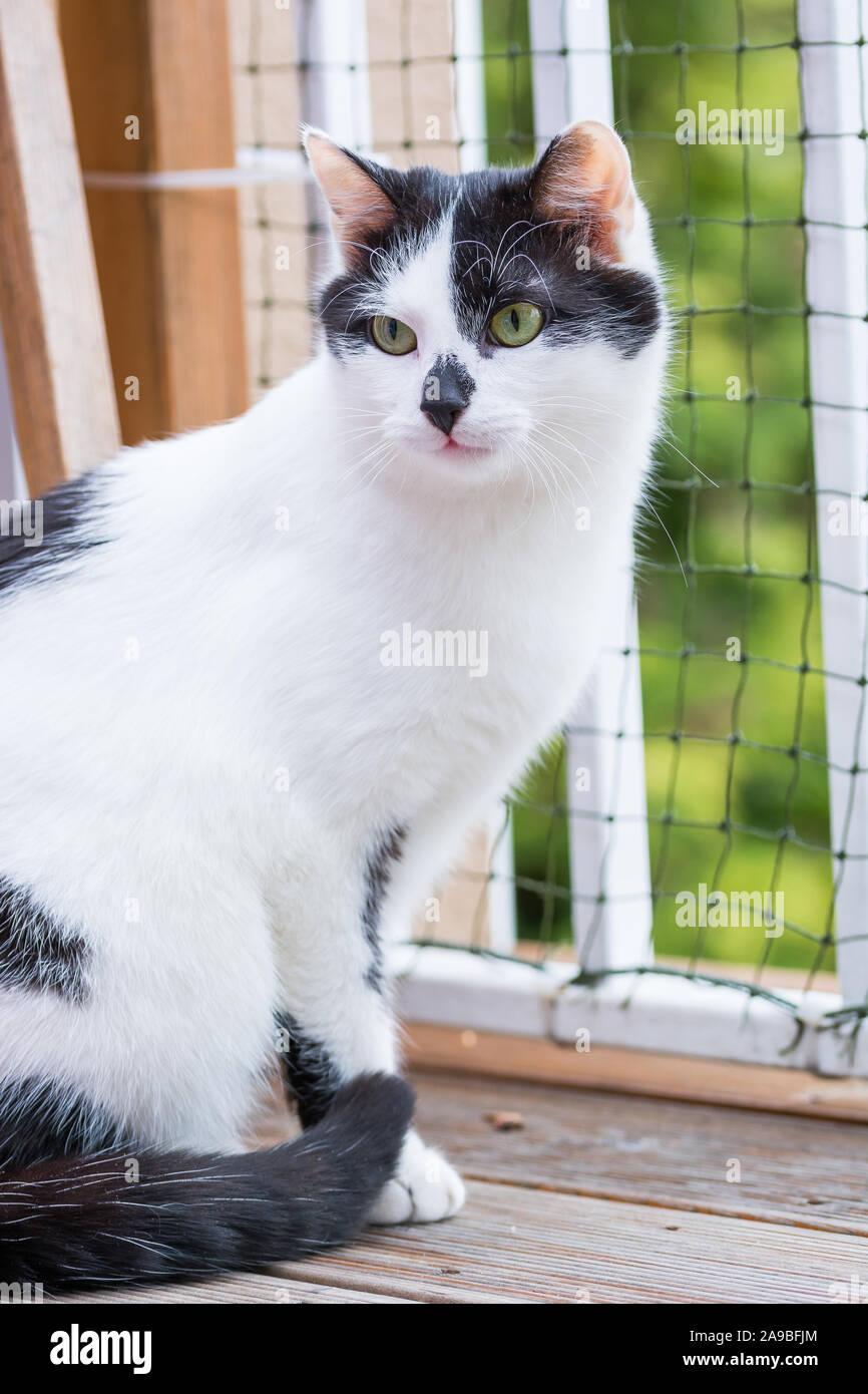 Cat sitting on the balcony behind the safety net Stock Photo - Alamy