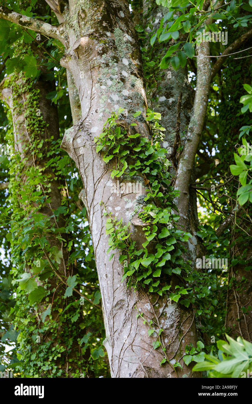 IVY (Hedera helix) climbing over tree trunk. England UK Stock Photo - Alamy