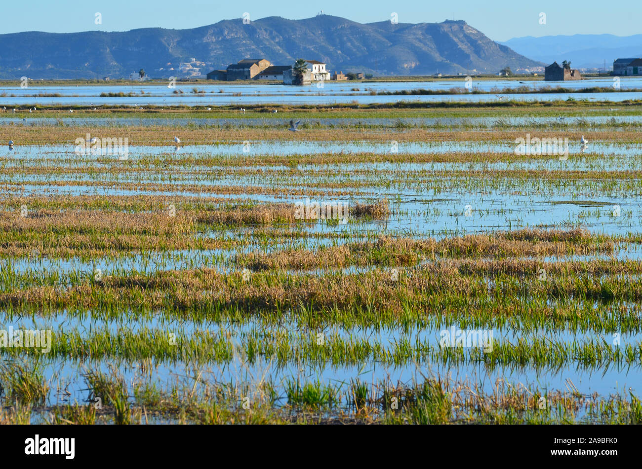 The Albufera natural park, a wetland of international importance in ...