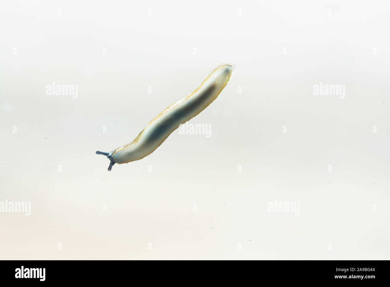 Detail of belly of slug moving on the glass Stock Photo - Alamy