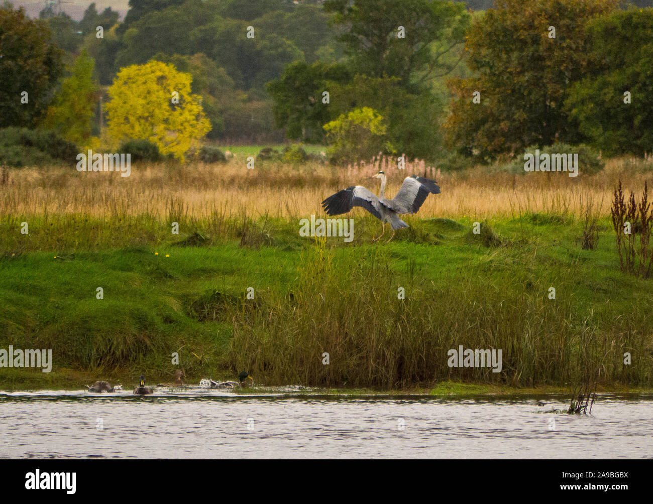 Sutherland scotland bird hi-res stock photography and images - Alamy