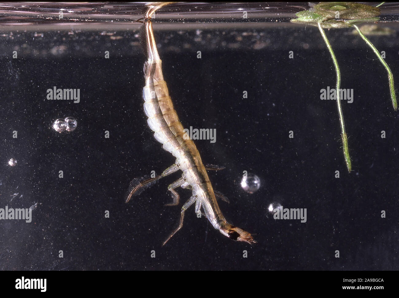 WATER BEETLES; FURROWED ACILIUS LARVA; ACILIUS SULGATUS Stock Photo - Alamy