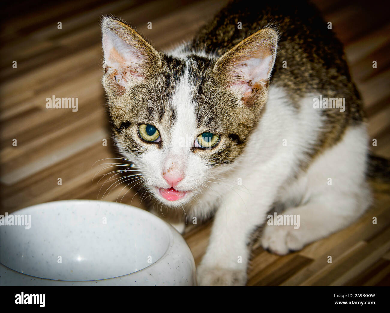 Hungry kitty sitting above empty bowl Stock Photo - Alamy