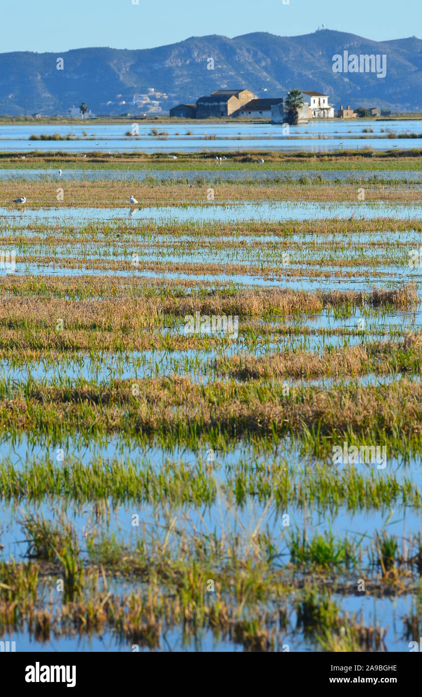 The Albufera natural park, a wetland of international importance in ...