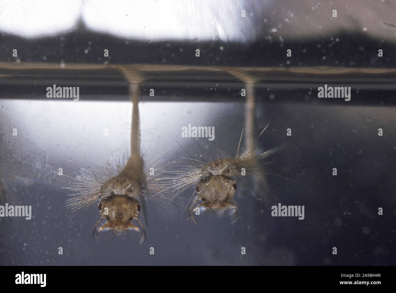 WATER INSECTS; MIDGE LARVA; CULEX Stock Photo - Alamy