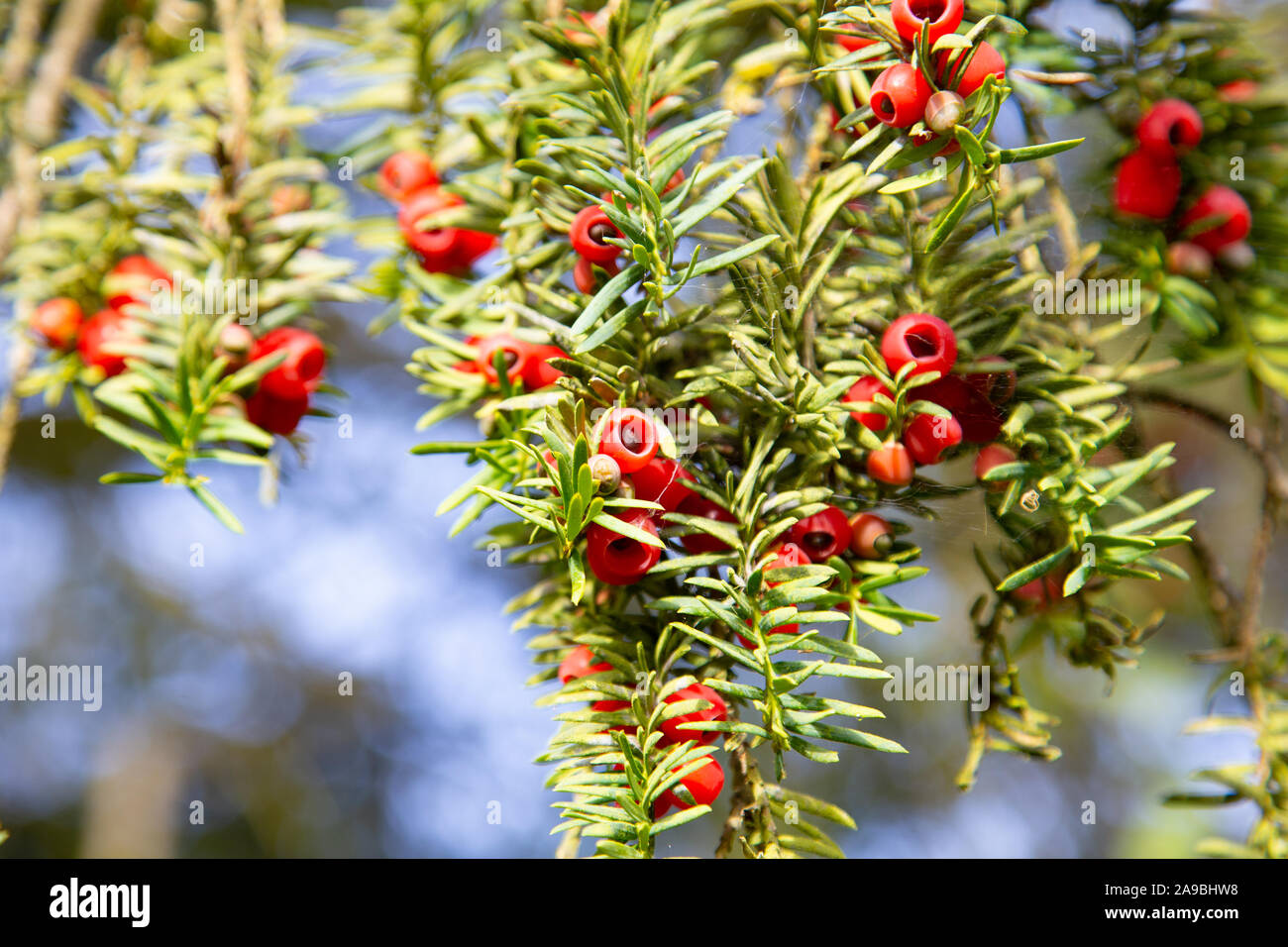 Berries fruit conifer yew tree hi-res stock photography and images - Alamy