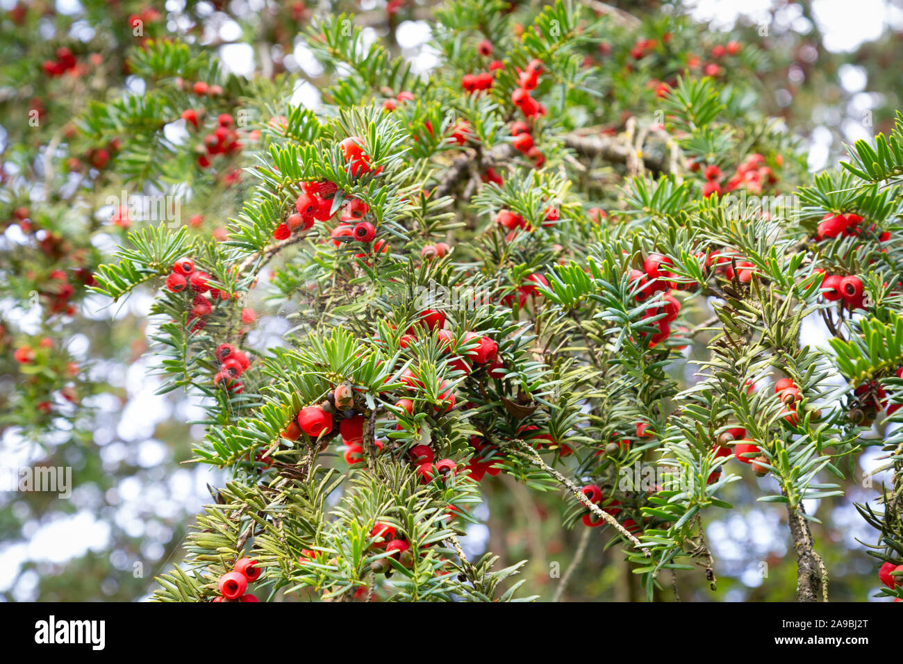Taxaceae hi-res stock photography and images - Alamy