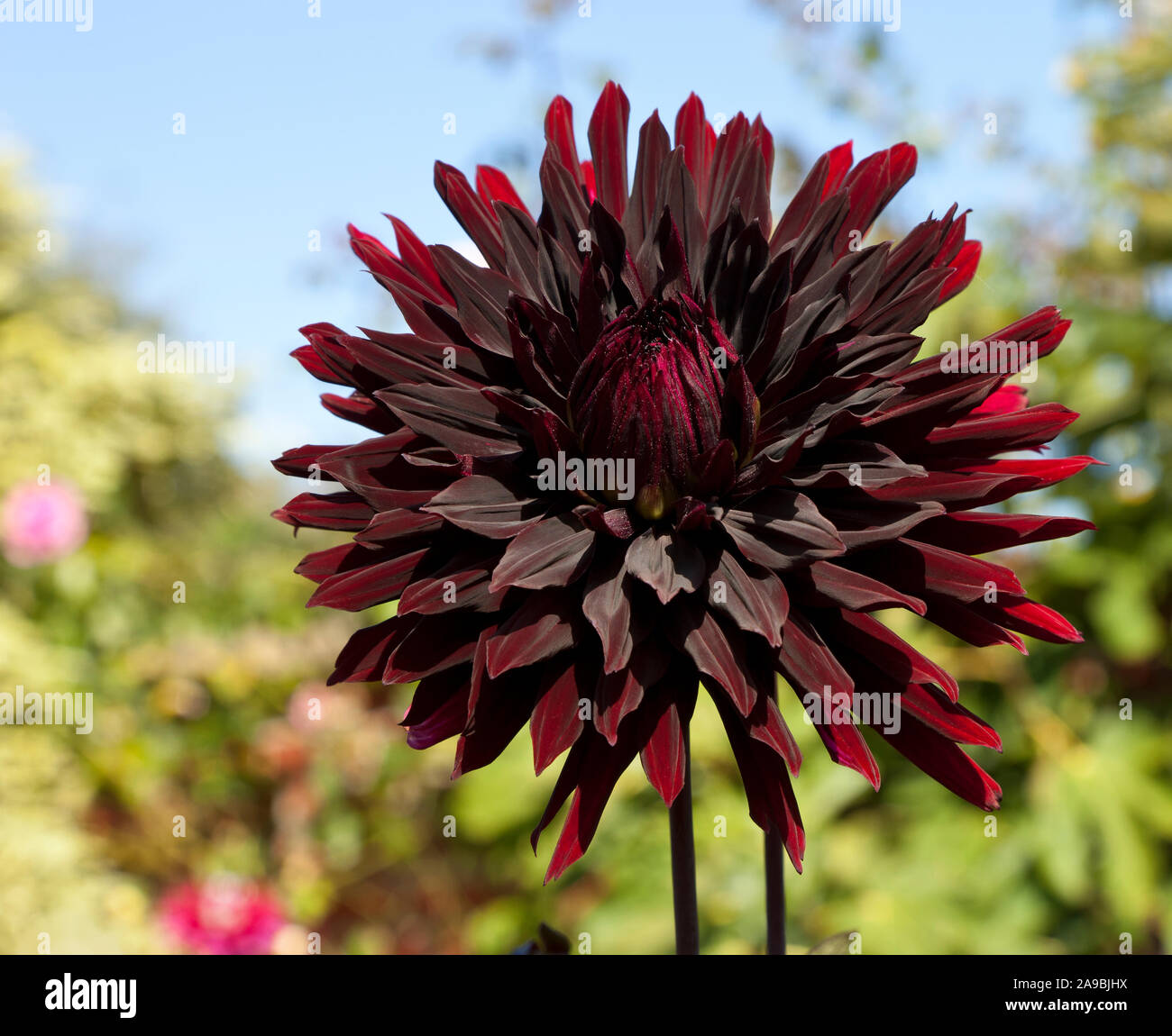 Dark Red Dahlia flower in bloom Stock Photo - Alamy