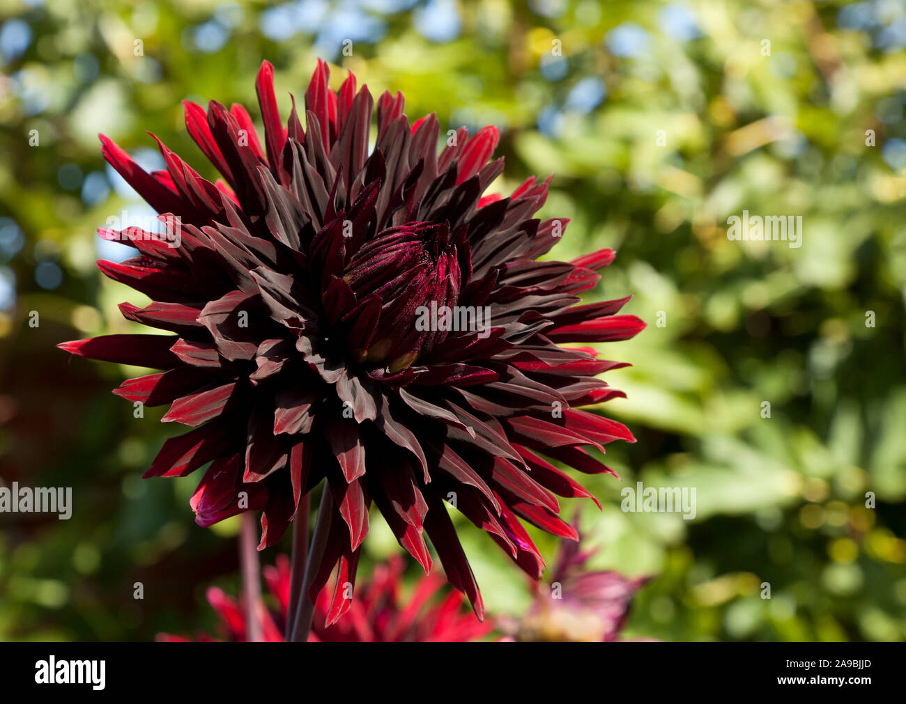 Dark Red Dahlia flower in bloom Stock Photo - Alamy