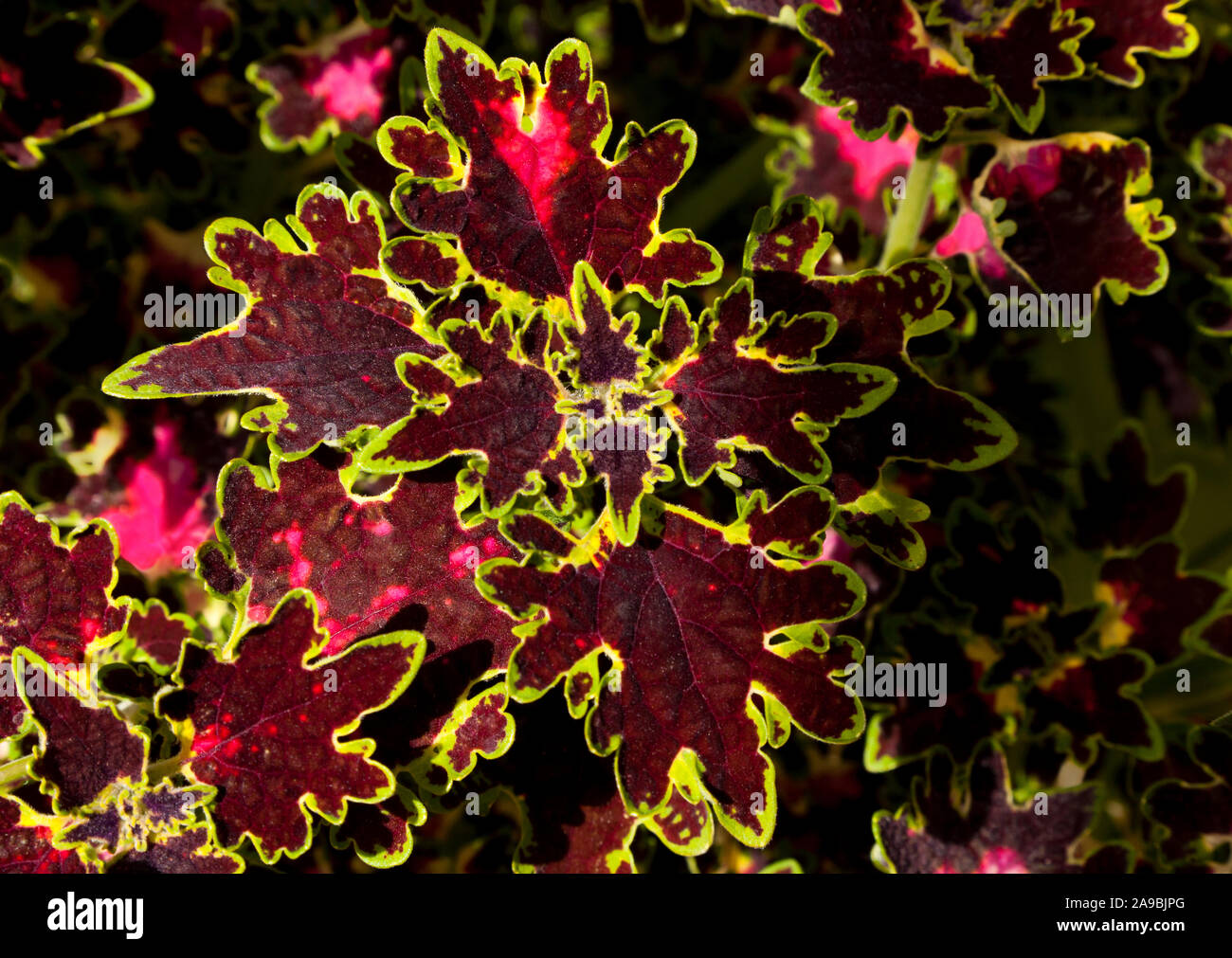 Leaves with red edges background hi-res stock photography and images ...