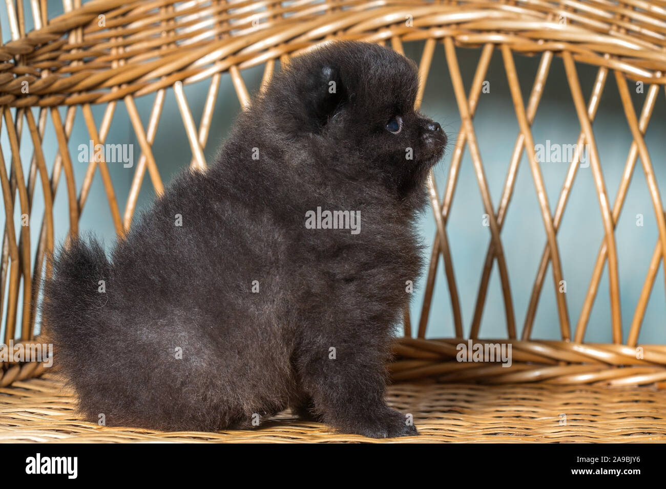 Cute puppy of miniature Pomeranian Spitz Zwergspitz or Dwarf Spitz on a ...