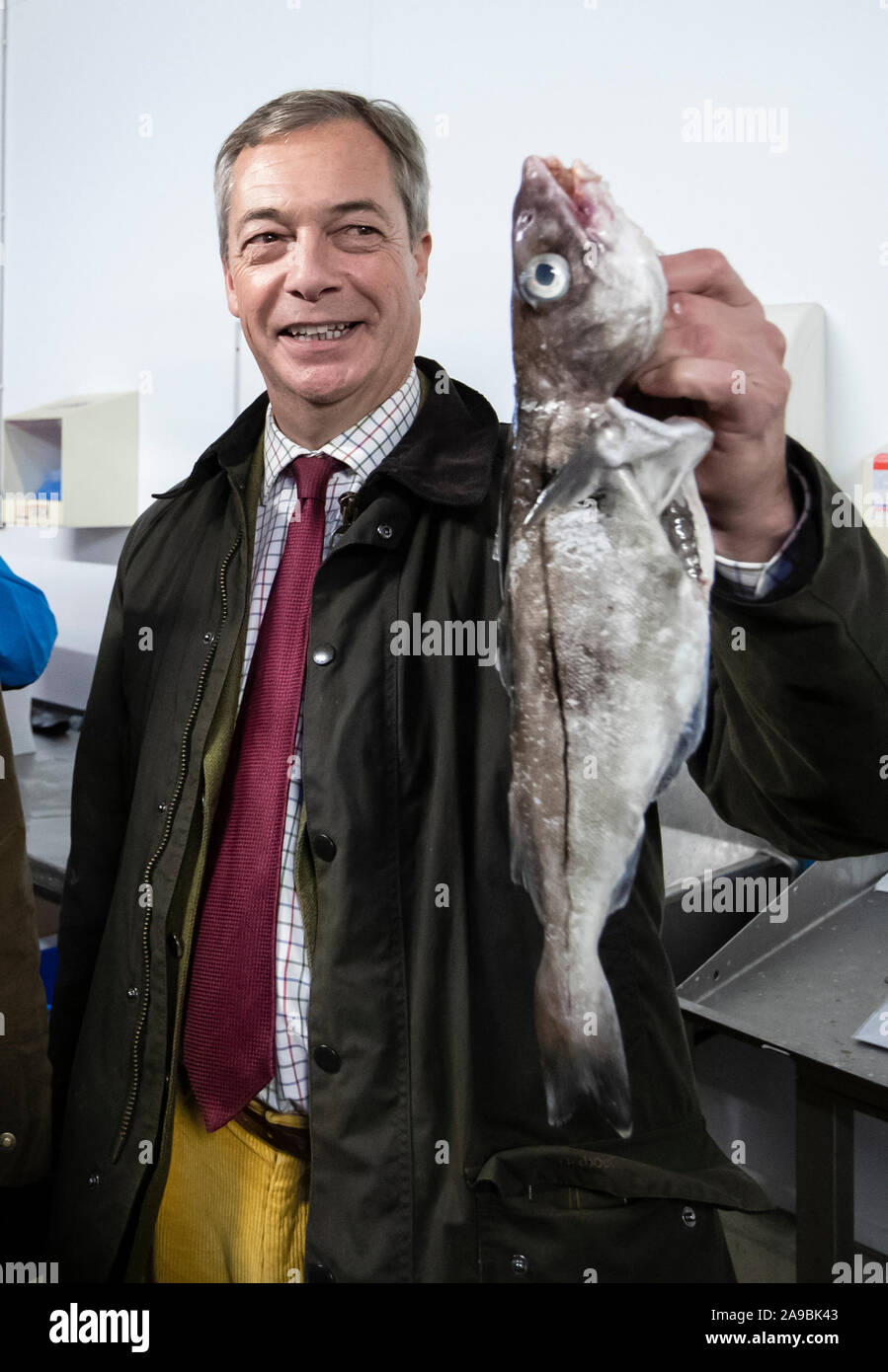 Nigel farage holds a fish during a stop at the grimsby seafood village ...