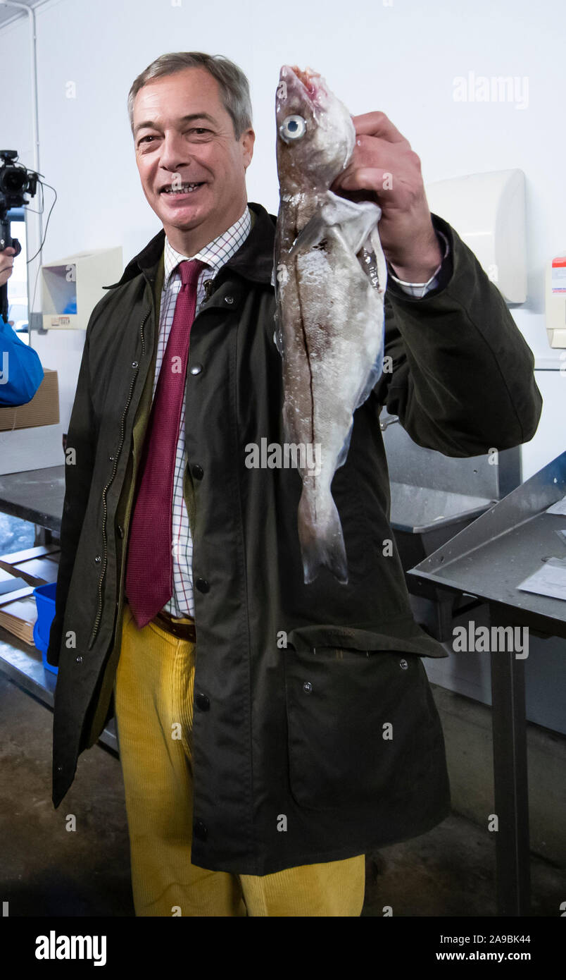 Nigel farage holds a fish during a stop at the grimsby seafood village ...