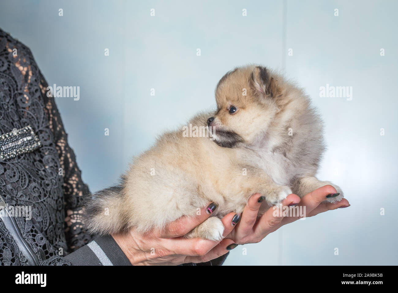 Newborn Teacup Pomeranian