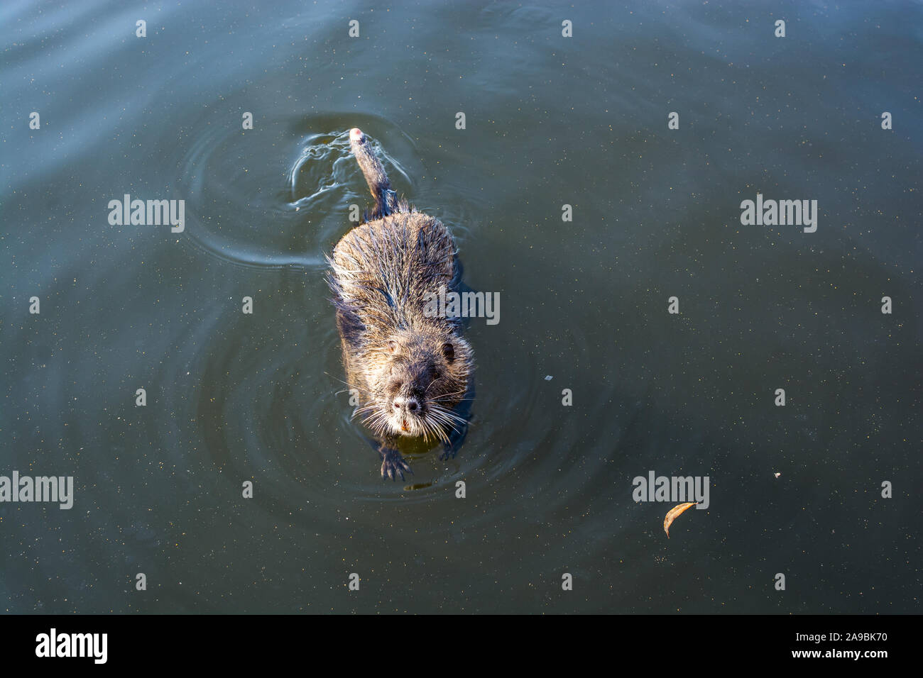 Rat Swimming In River High Resolution Stock Photography and Images - Alamy