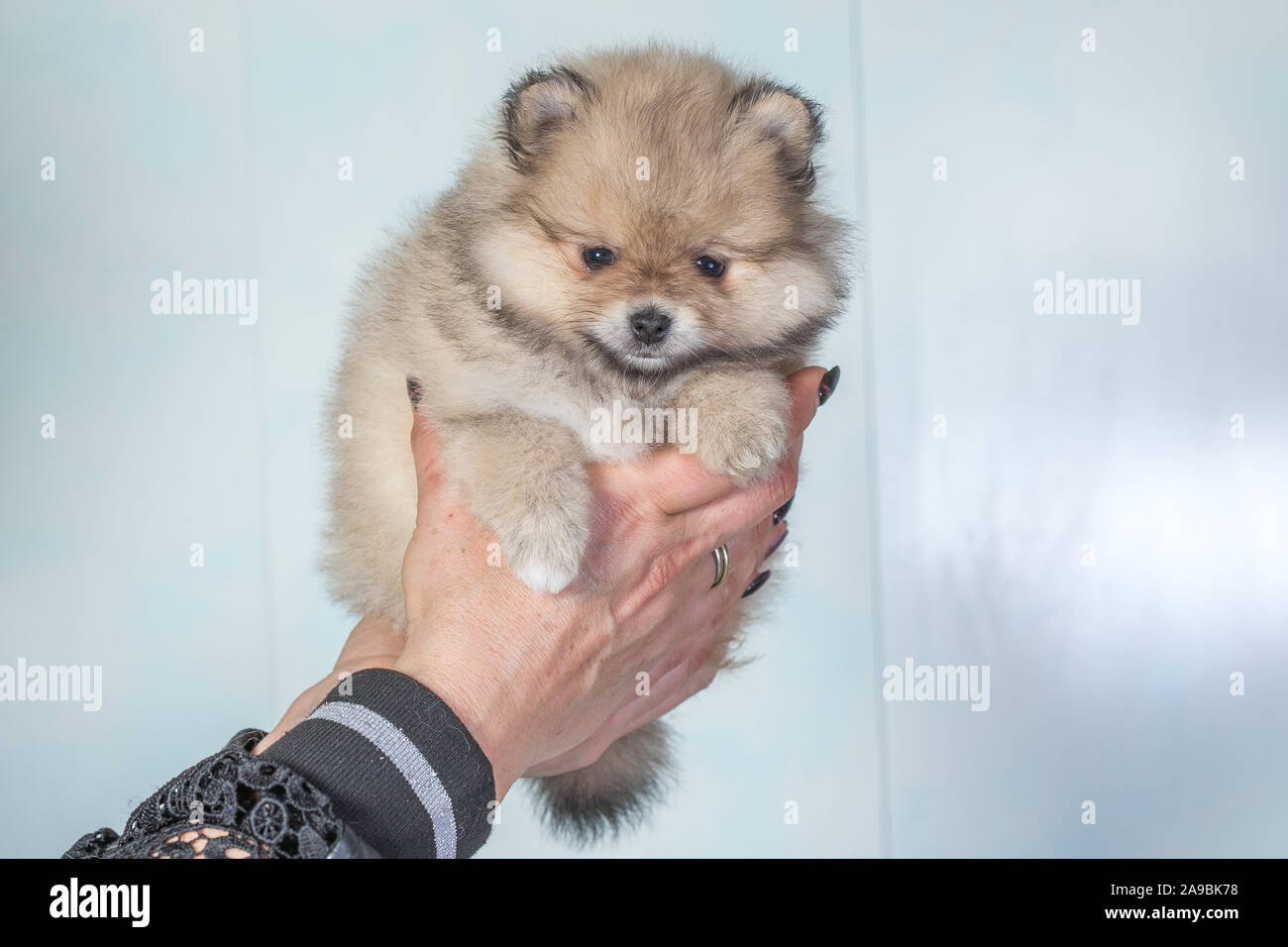 Cute puppy of miniature Pomeranian Spitz Zwergspitz or Dwarf Spitz on a ...