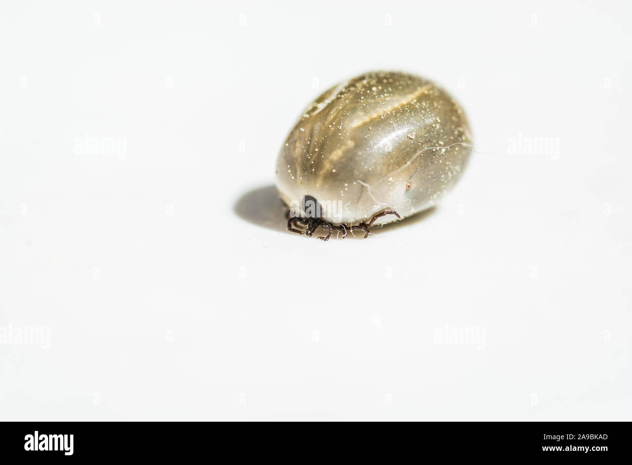Big fat tick full of blood on light background Stock Photo - Alamy