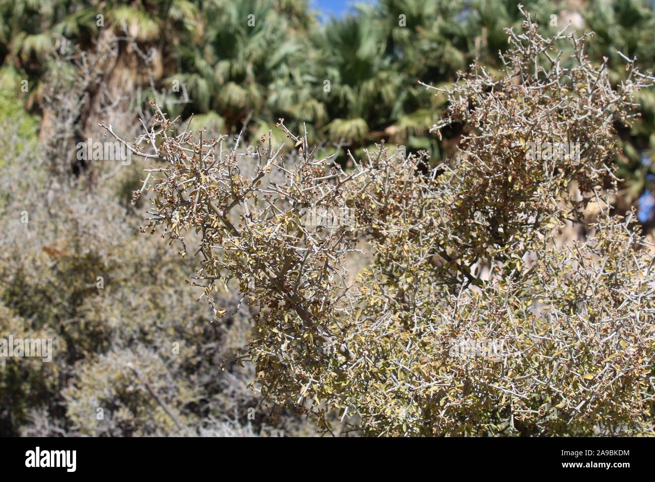 In the Colorado desert near Cottonwood Spring of Joshua Tree National ...