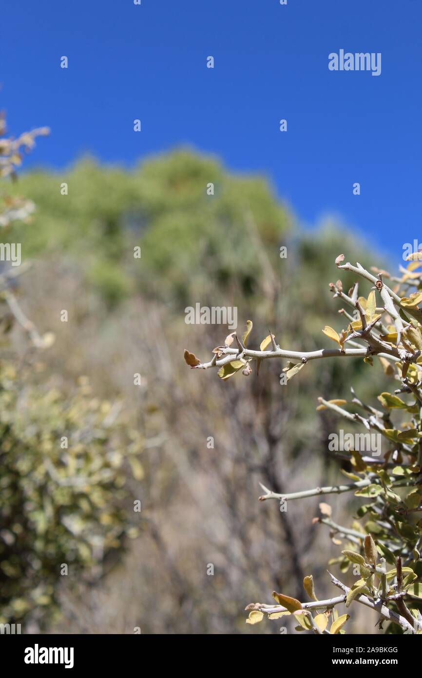 In the Colorado desert near Cottonwood Spring of Joshua Tree National ...
