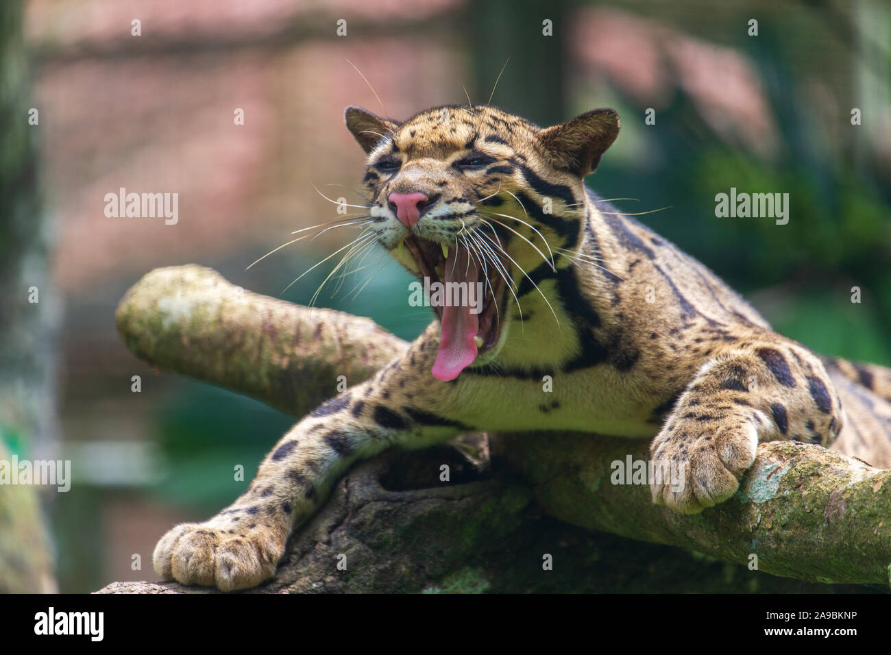 The Snow Leopard Yawning, Malacca Zoo, Malaysia Stock Photo - Alamy
