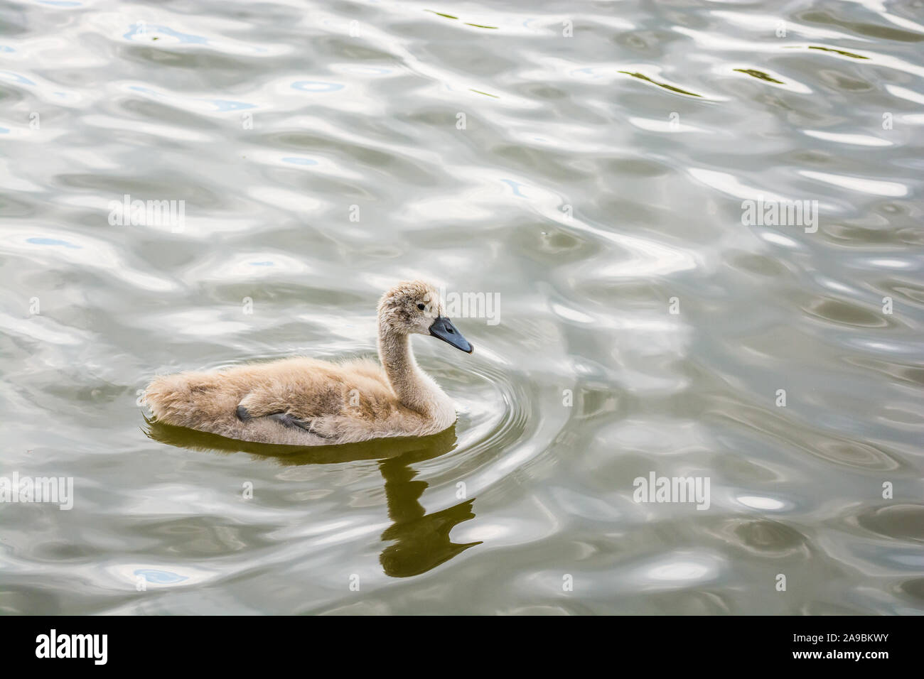 Single swan with cygnets hi-res stock photography and images - Alamy